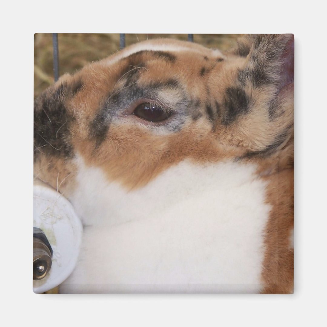 Broken tri color mini rex rabbit head on waterer magnet | Zazzle