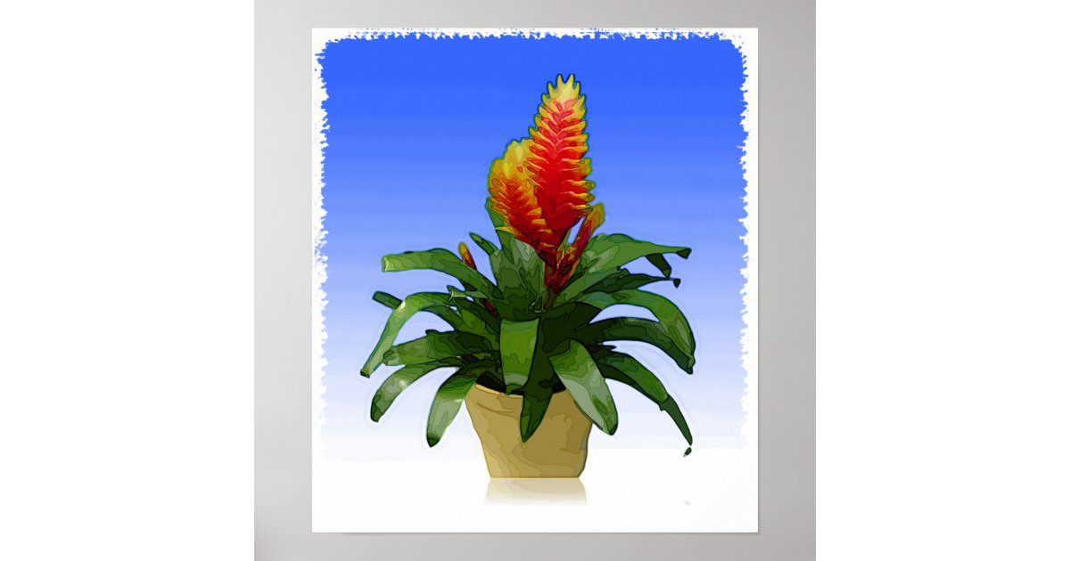 Bromeliad Vriesea Tosca Poster | Zazzle