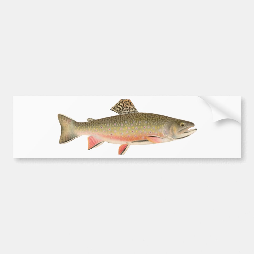 Brook Trout Art Bumper Sticker | Zazzle