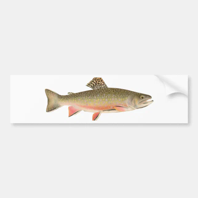 Brook Trout Art Bumper Sticker | Zazzle