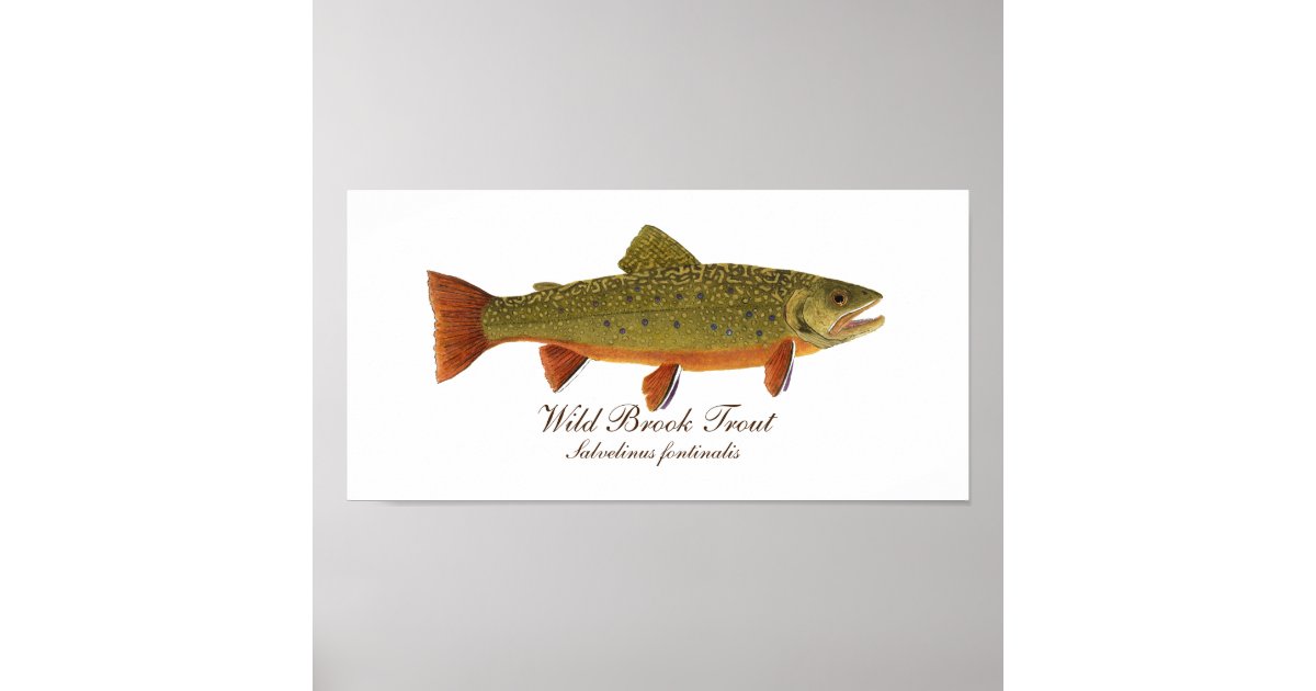 Brook Trout Art Poster | Zazzle