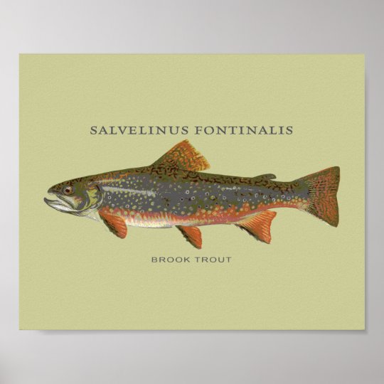Brook Trout Fishing Poster | Zazzle.com