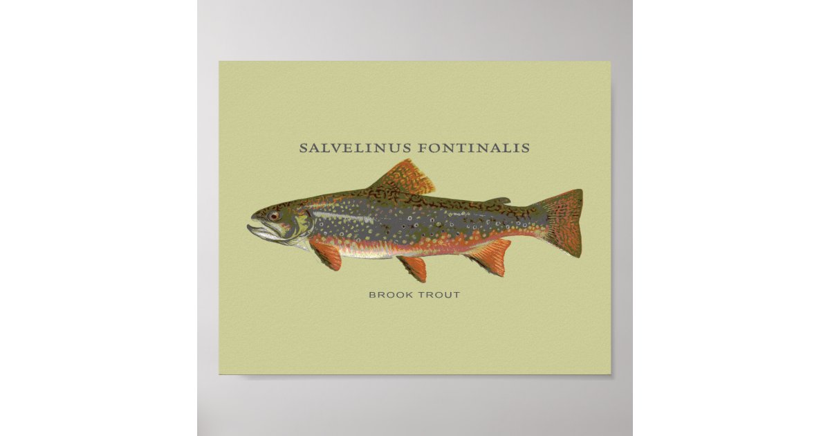 Brook Trout Fishing Poster | Zazzle.com