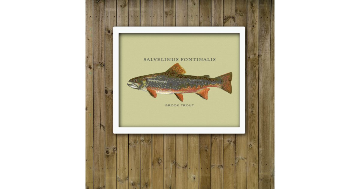 Brook Trout Fishing Poster | Zazzle