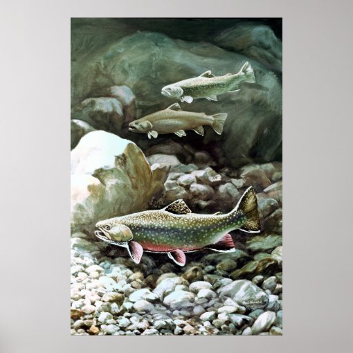 Brook Trout Poster | Zazzle