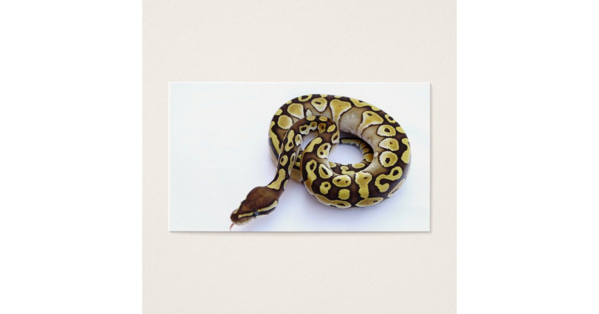 Brown and Gold Ball Python 2 | Zazzle