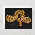 Brown and Gold Ball Python Postcard | Zazzle