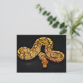 Brown and Gold Ball Python Postcard | Zazzle