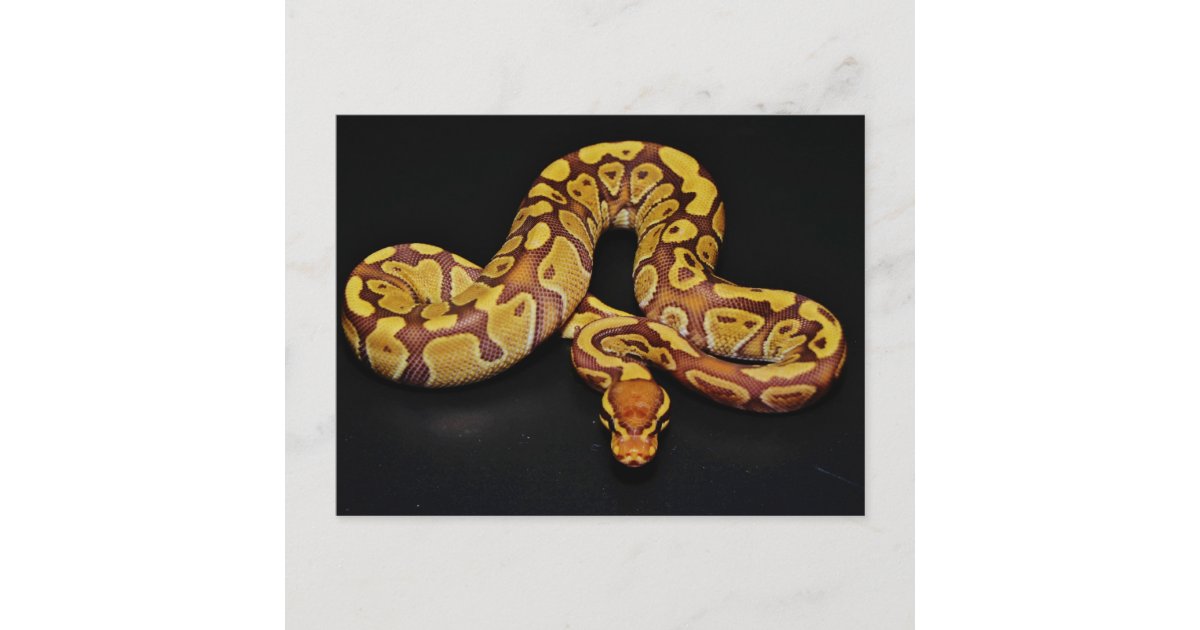 Brown and Gold Ball Python Postcard | Zazzle