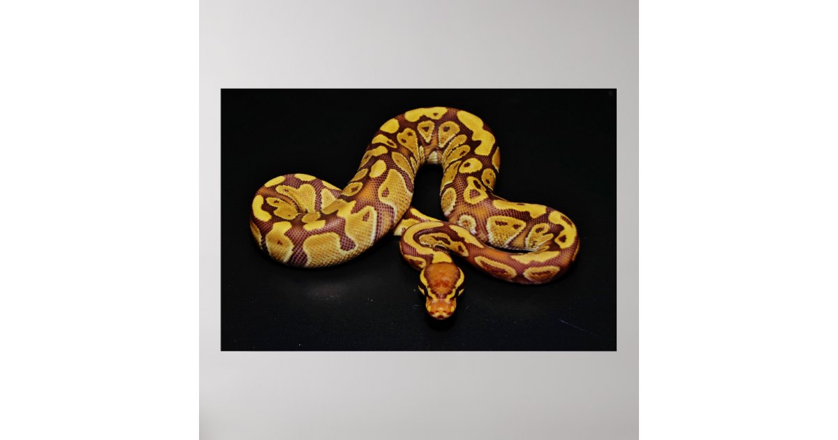 Brown and Gold Ball Python Poster | Zazzle