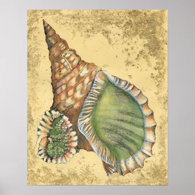 Brown and Green Seashell Poster | Zazzle