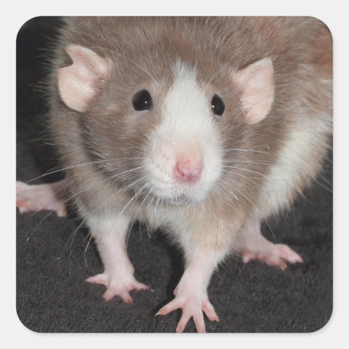 Brown and White Fancy Rat Sticker | Zazzle.com