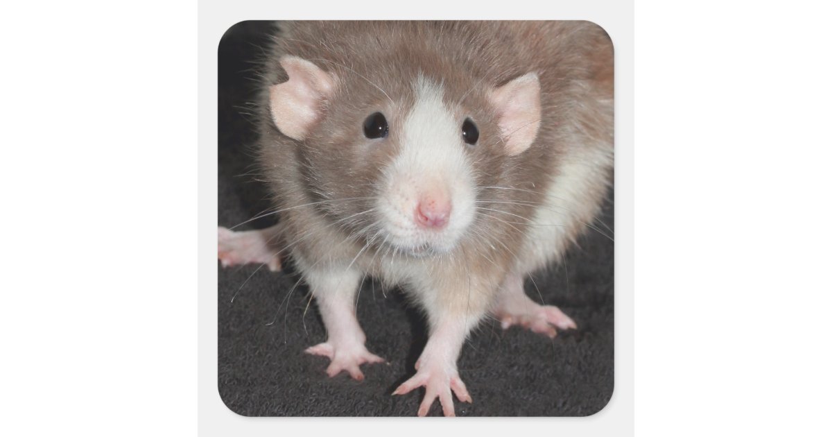 Brown and White Fancy Rat Sticker | Zazzle