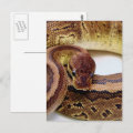 Brown Ball Python Resting Postcard | Zazzle