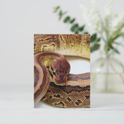 Brown Ball Python Resting Postcard | Zazzle