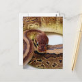 Brown Ball Python Resting Postcard | Zazzle