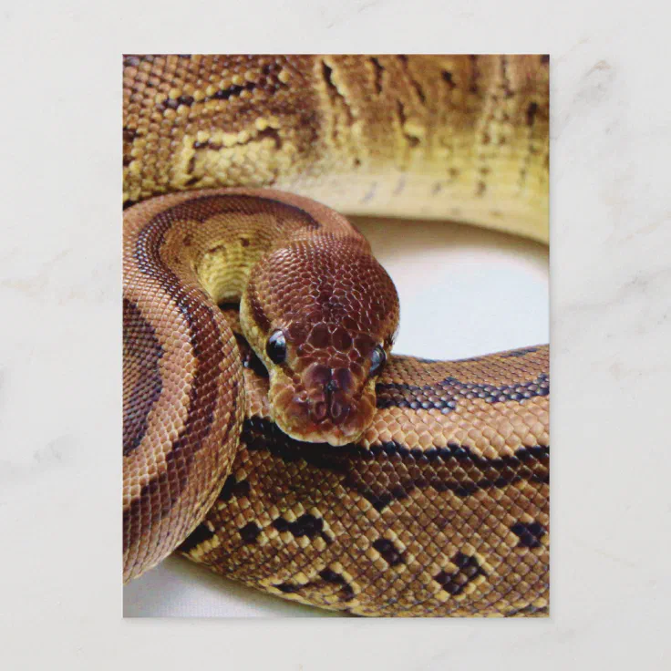Brown Ball Python Resting Postcard | Zazzle