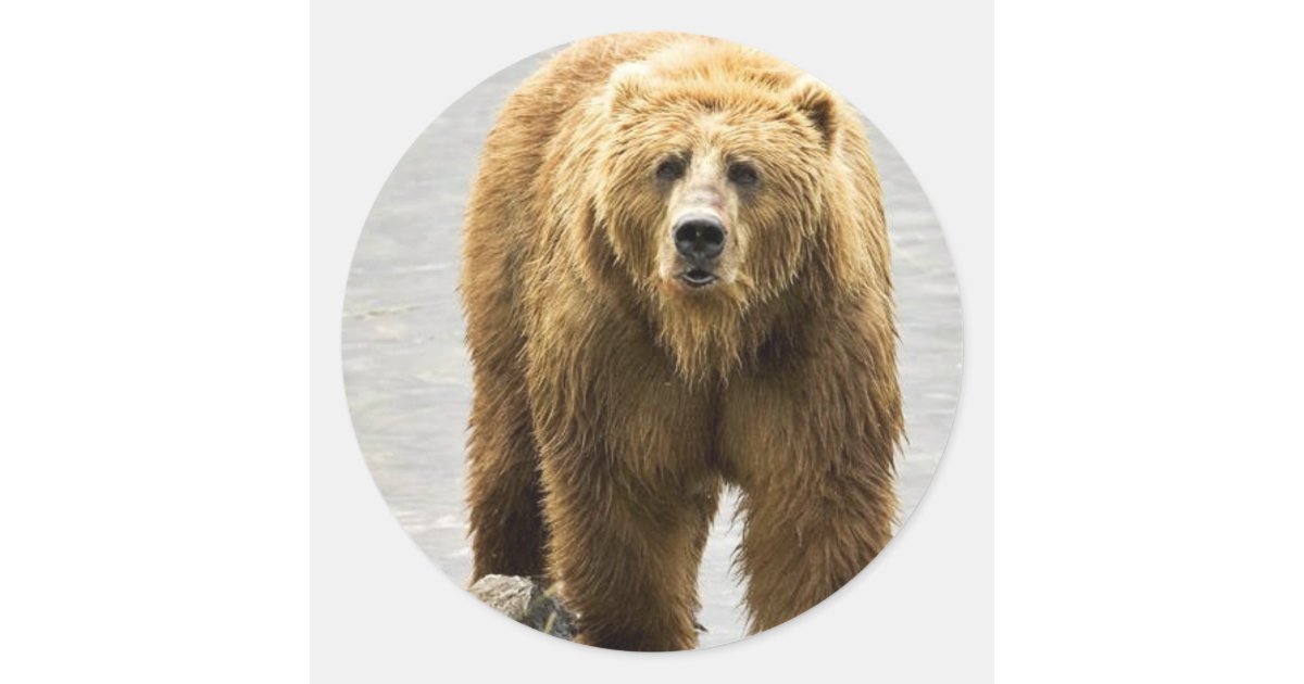Brown bear classic round sticker | Zazzle