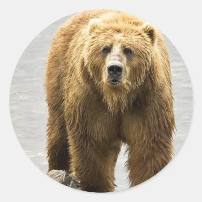 Brown bear classic round sticker | Zazzle
