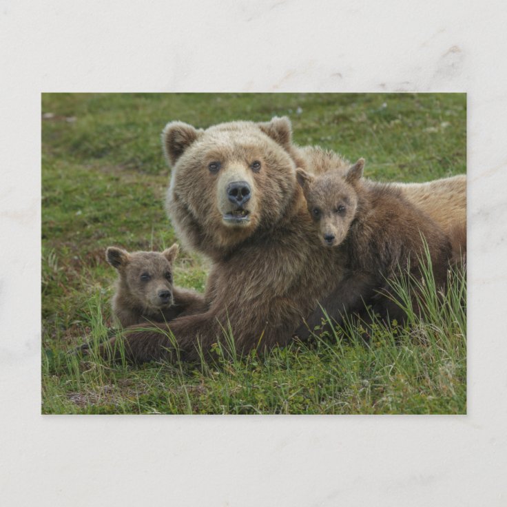 Brown Bear Cubs Cuddling with their Mother Postcard | Zazzle