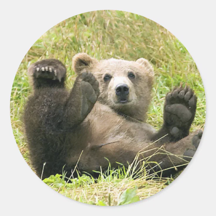 Brown Bear Kodiak Cub Gifts Classic Round Sticker | Zazzle
