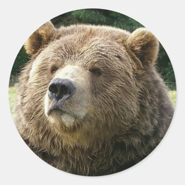 Brown Bear Sticker | Zazzle