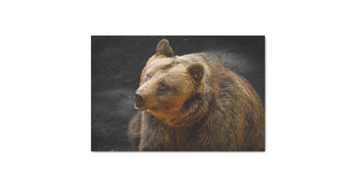 Brown Bear Tissue Paper | Zazzle