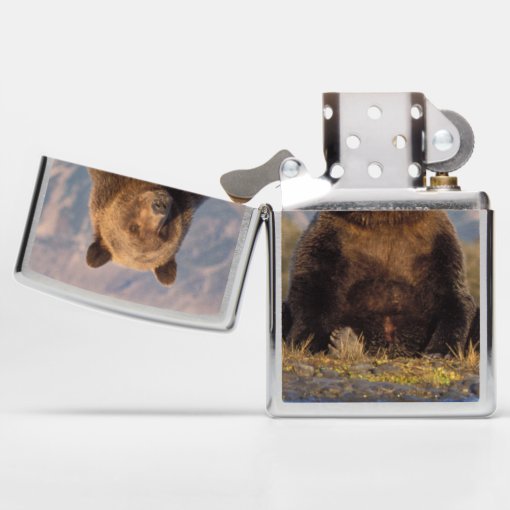 brown bear, Ursus arctos, grizzly bear, Ursus Zippo Lighter | Zazzle