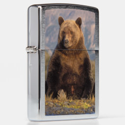 brown bear, Ursus arctos, grizzly bear, Ursus Zippo Lighter | Zazzle