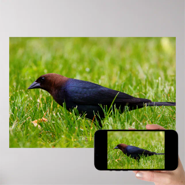 Brown-headed Cowbird (Molothrus ater) Poster | Zazzle