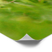 Brown-headed Cowbird (Molothrus ater) Poster | Zazzle