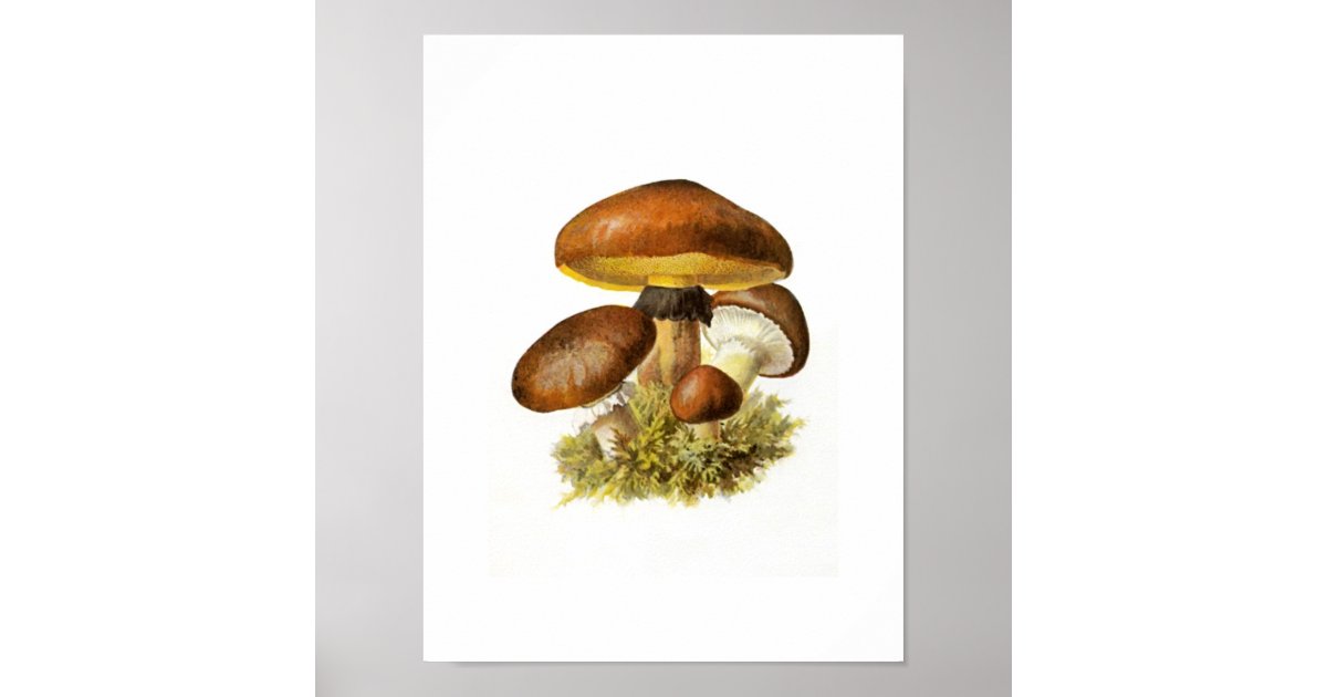 Brown Mushroom Print | Zazzle