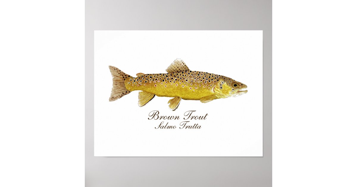 Brown Trout Art Poster | Zazzle