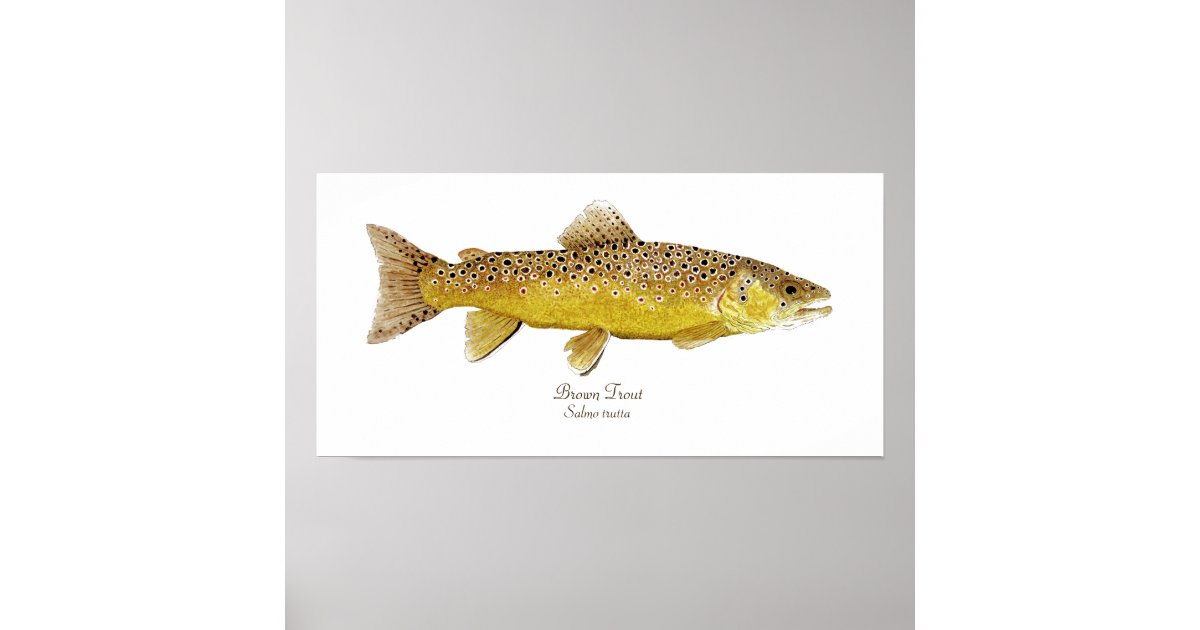 Brown Trout Poster | Zazzle