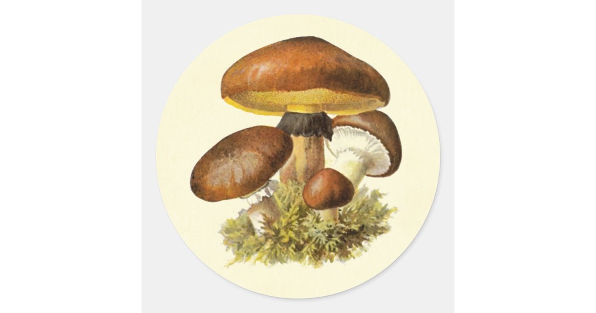 Brown Vintage Mushroom Classic Round Sticker | Zazzle