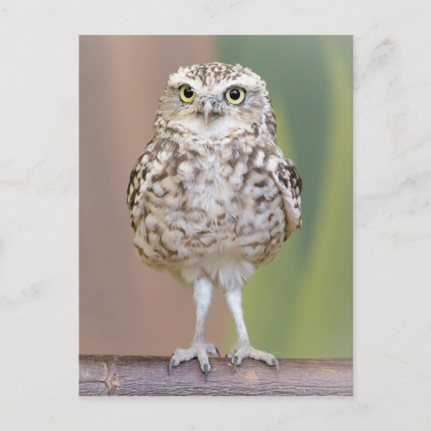Owl Postcards - No Minimum Quantity | Zazzle