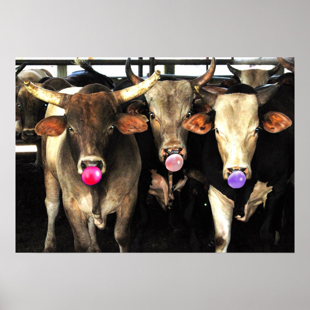 Bubble Gum Blowing Rodeo Bull Cows Western Art Poster | Zazzle