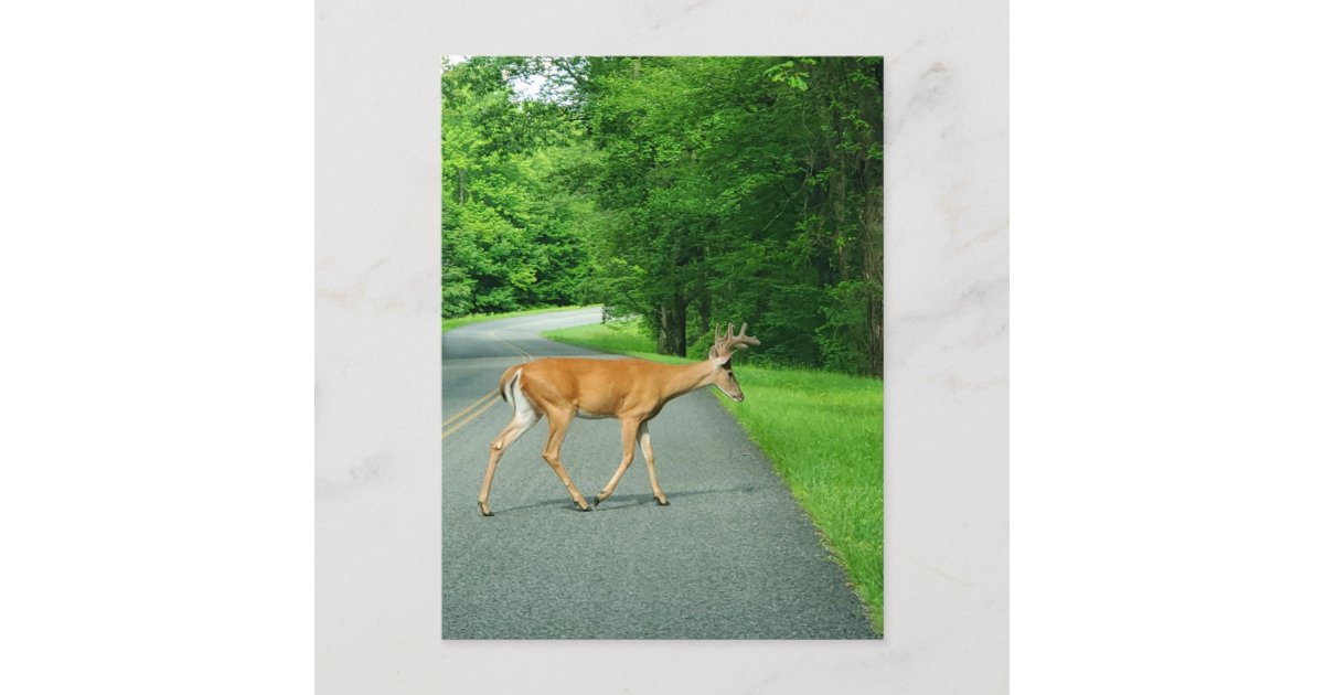Buck Crossing the Road Postcard | Zazzle