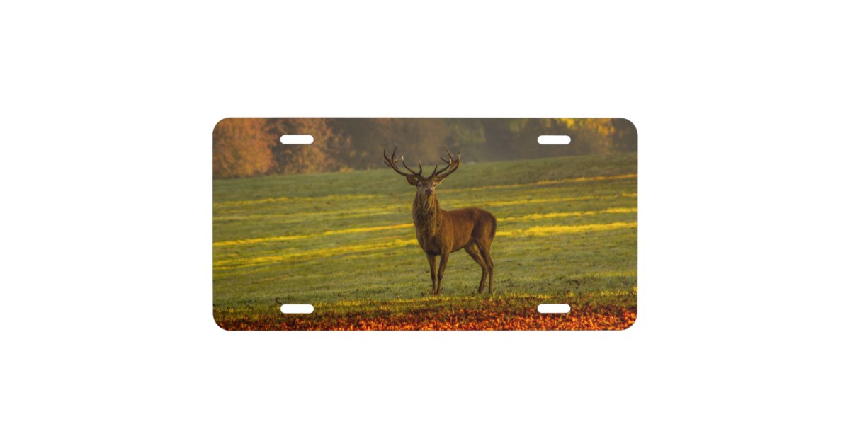 Buck Deer Hunting License Plate | Zazzle