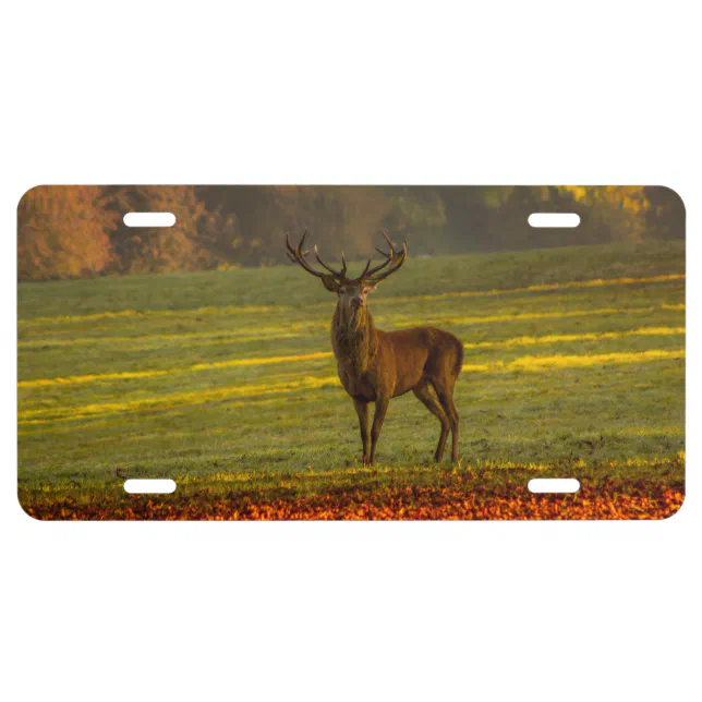 Buck Deer Hunting License Plate | Zazzle