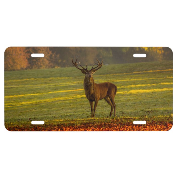 Buck Deer Hunting License Plate | Zazzle.com