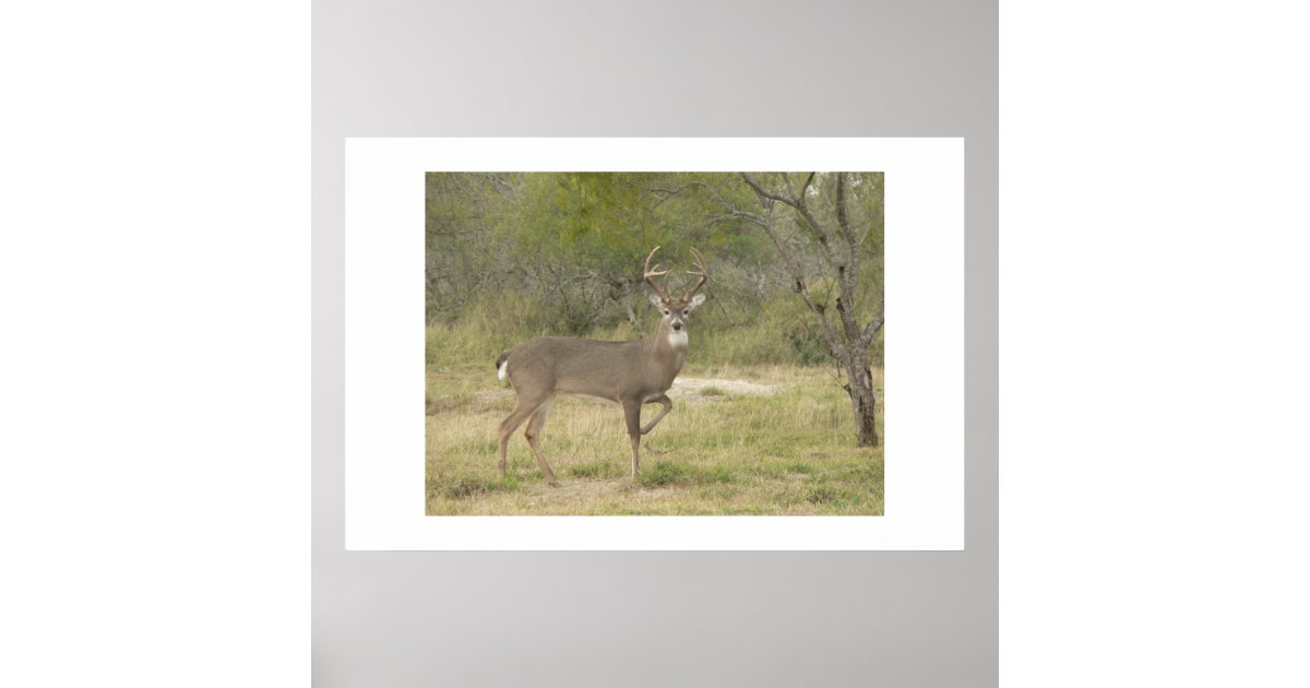 Buck. Poster | Zazzle