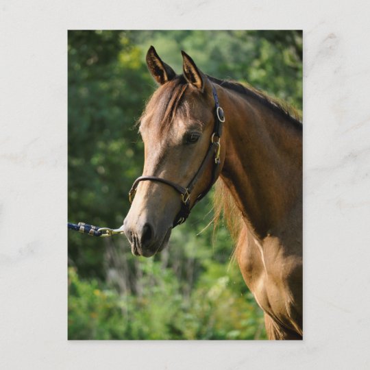 Buckskin Morgan Horse Postcard | Zazzle.com