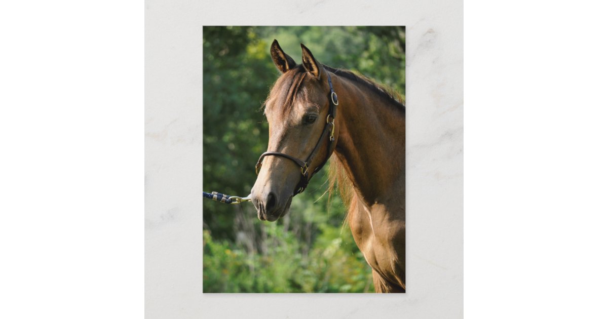 Buckskin Morgan Horse Postcard | Zazzle