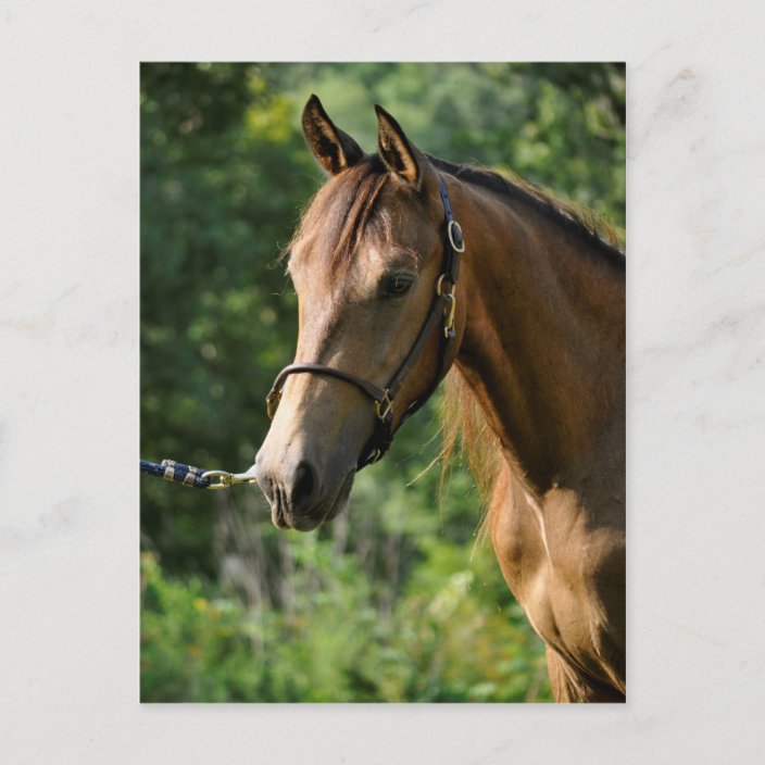 Buckskin Morgan Horse Postcard | Zazzle.com
