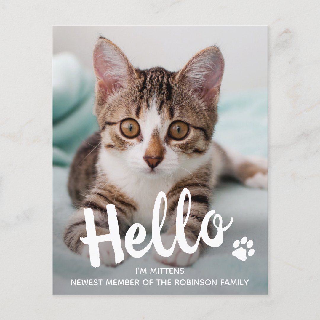 Budget Hello New Pet Photo Kitten Cat Announcement | Zazzle