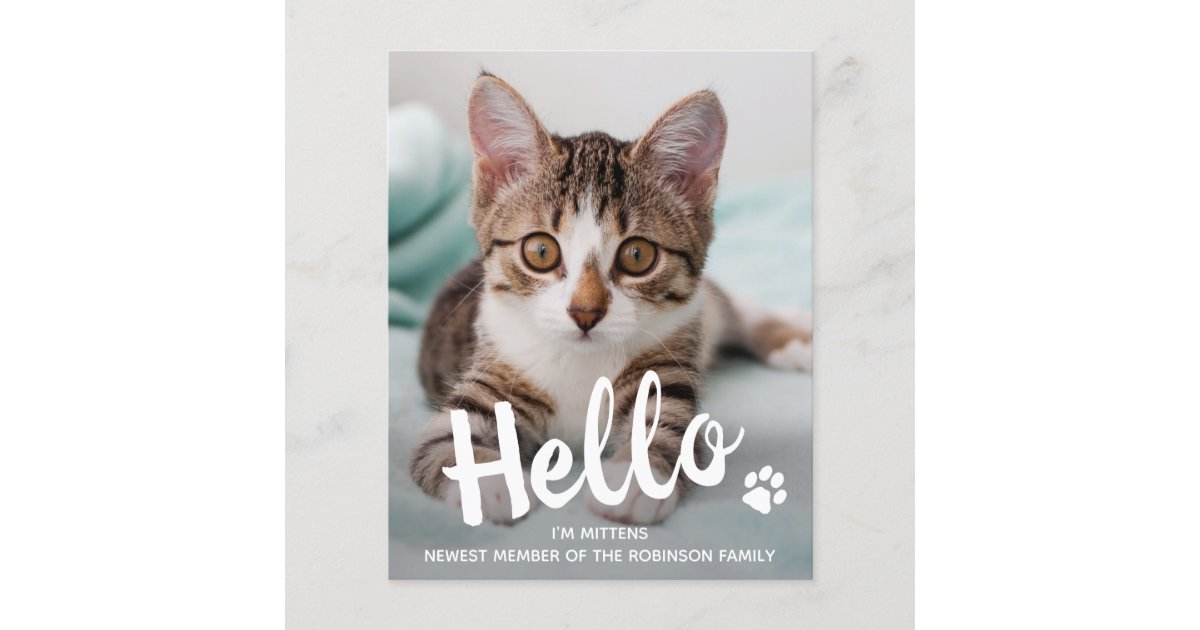 Budget Hello New Pet Photo Kitten Cat Announcement | Zazzle