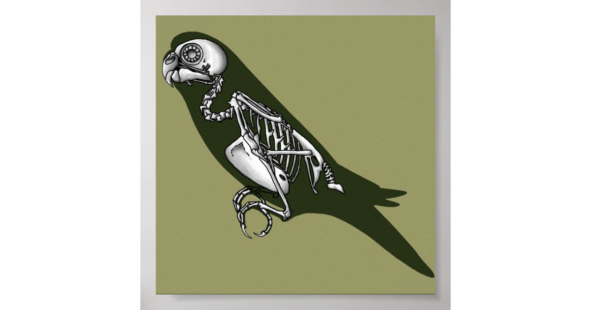 Budgie skeleton poster | Zazzle