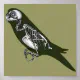 Budgie skeleton poster | Zazzle