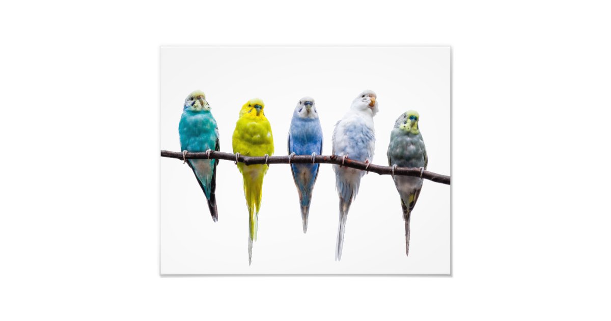 Budgies Photo Print | Zazzle